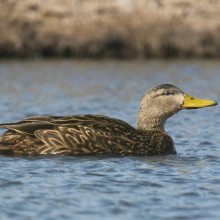 Waterfowl and Wetland Birds | Caesar Kleberg Wildlife Research Institute